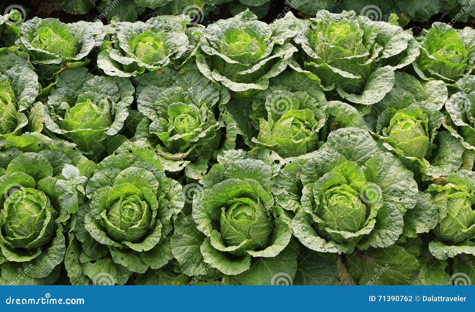 Napa cabbage stock photo. Image of america, colorful - 71390762