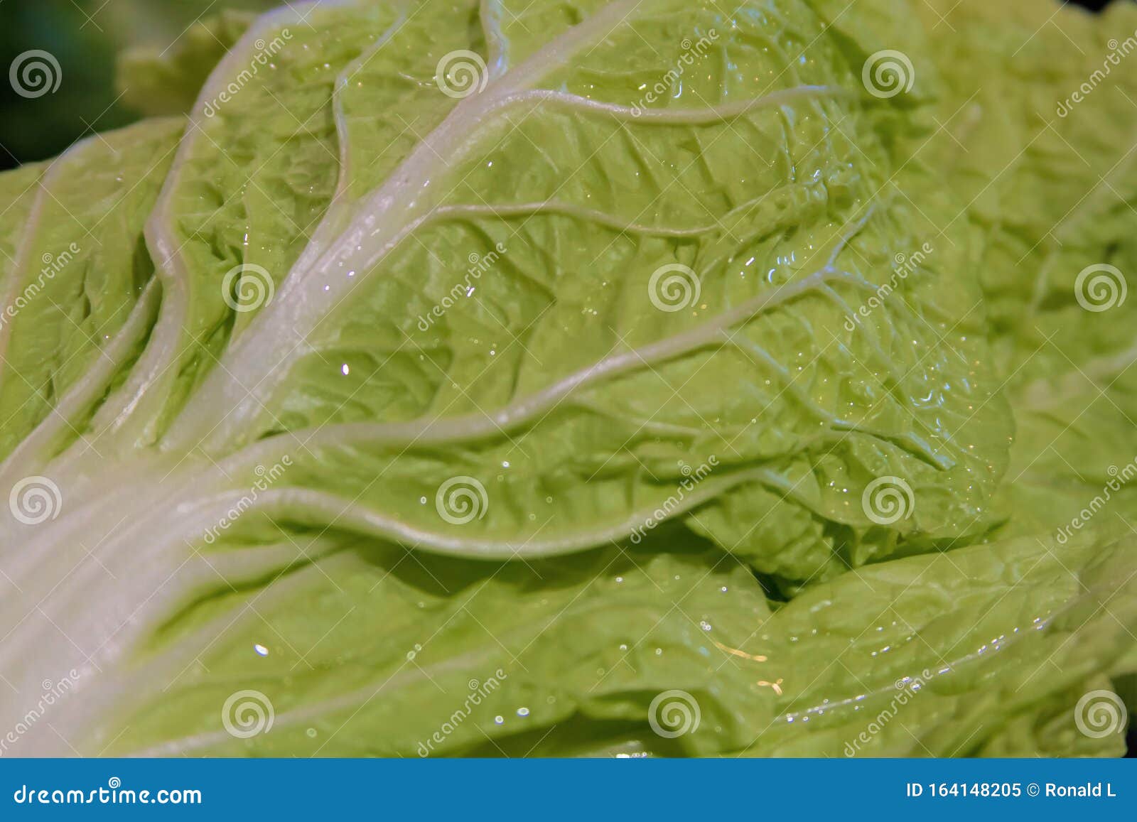 Napa Cabbage Texture Close Up Stock Image - Image of costum, gala ...