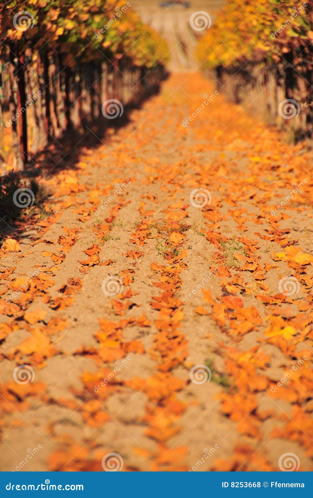 Napa Colors stock photo. Image of vineyard, vine, focus - 8253668