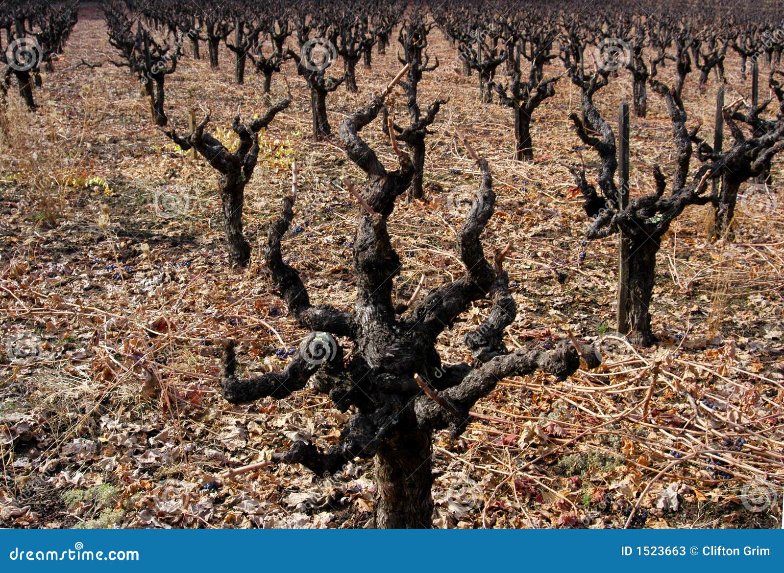 Napa Skeletons stock image. Image of straight, vineyard - 1523663