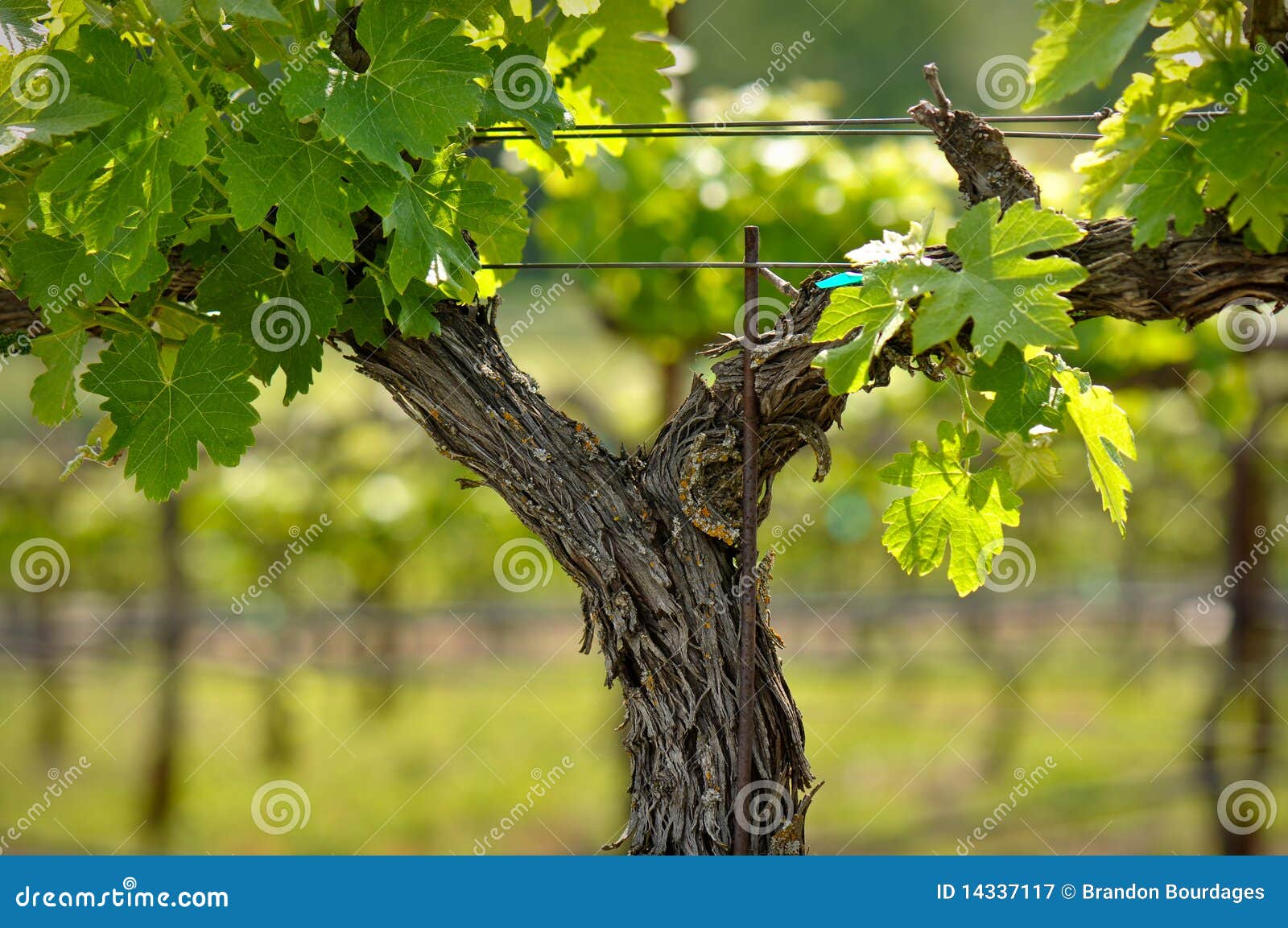 Napa Valley Grape Vine Closeup in Spring Stock Image - Image of valley ...