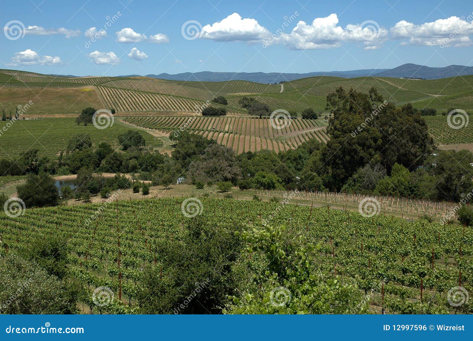 Napa Valley Grapevine Hills Stock Photo - Image of endless, napa: 12997596