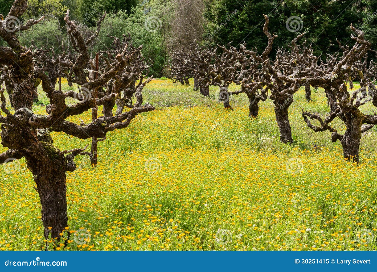 Old Grape Vines in a Field of Mustard Stock Image - Image of garden ...