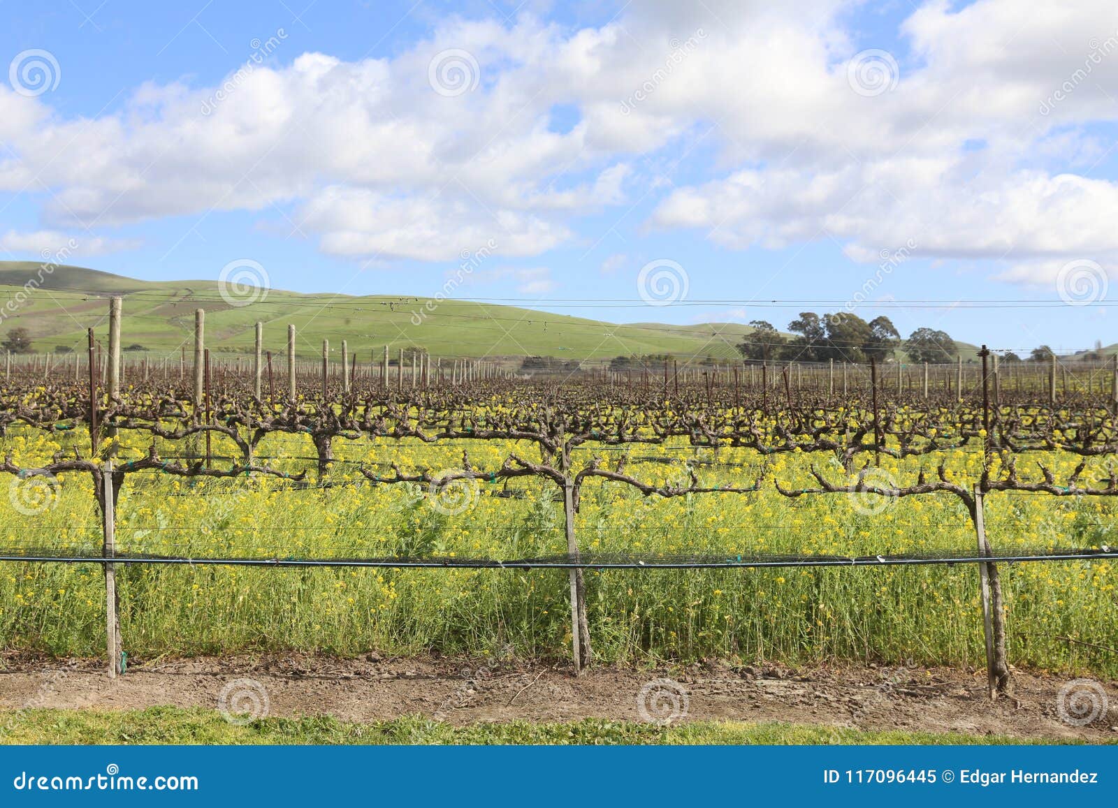 Napa Valley Spring Mustard View Stock Image - Image of plant, nature ...