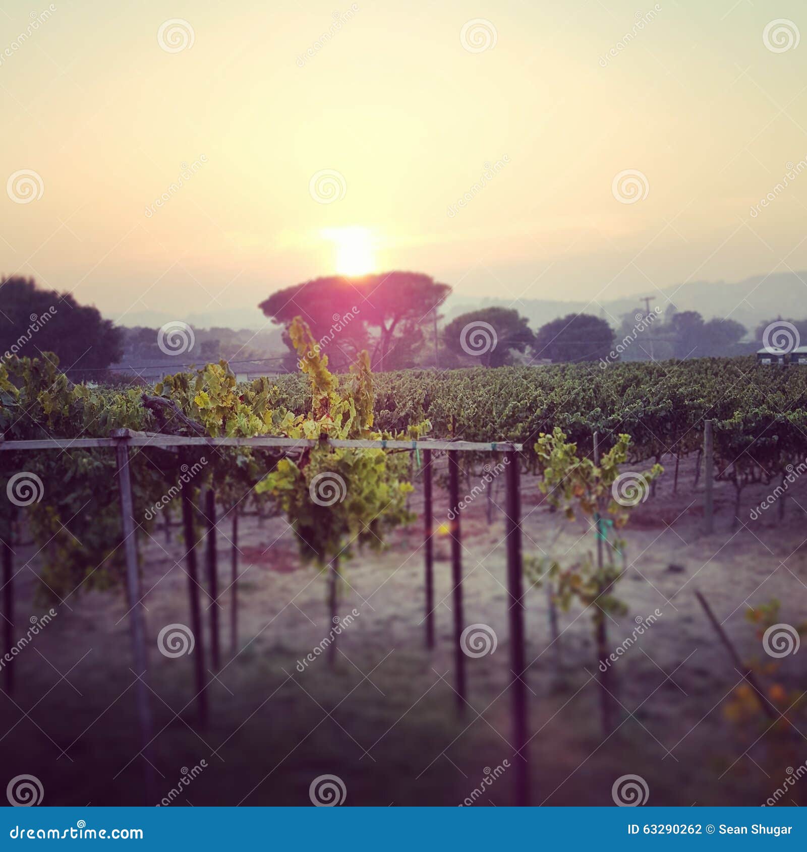 Napa Valley Sunset stock photo. Image of vineyards, valley - 63290262