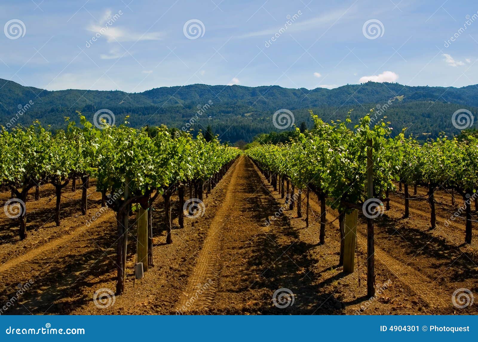 Napa Valley Vineyard Wine Grape Vines Tour Winery Stock Photo ...
