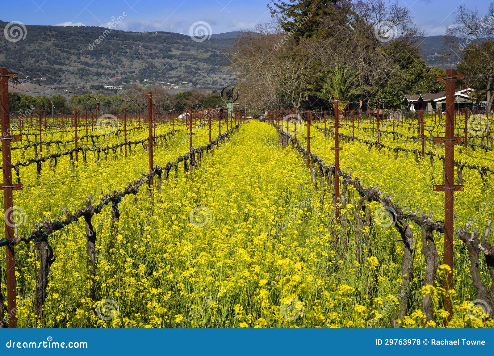 Napa Valley Vineyard stock photo. Image of napa, vineyard - 29763978