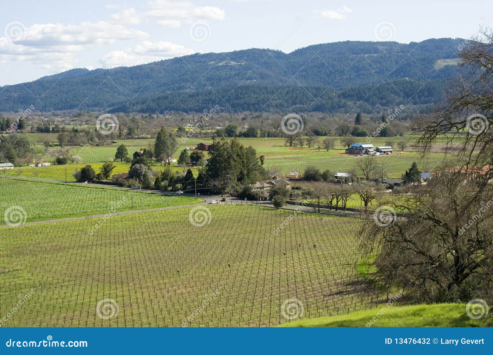 Napa Valley Vineyard in Spring Stock Photo - Image of foliage, green ...