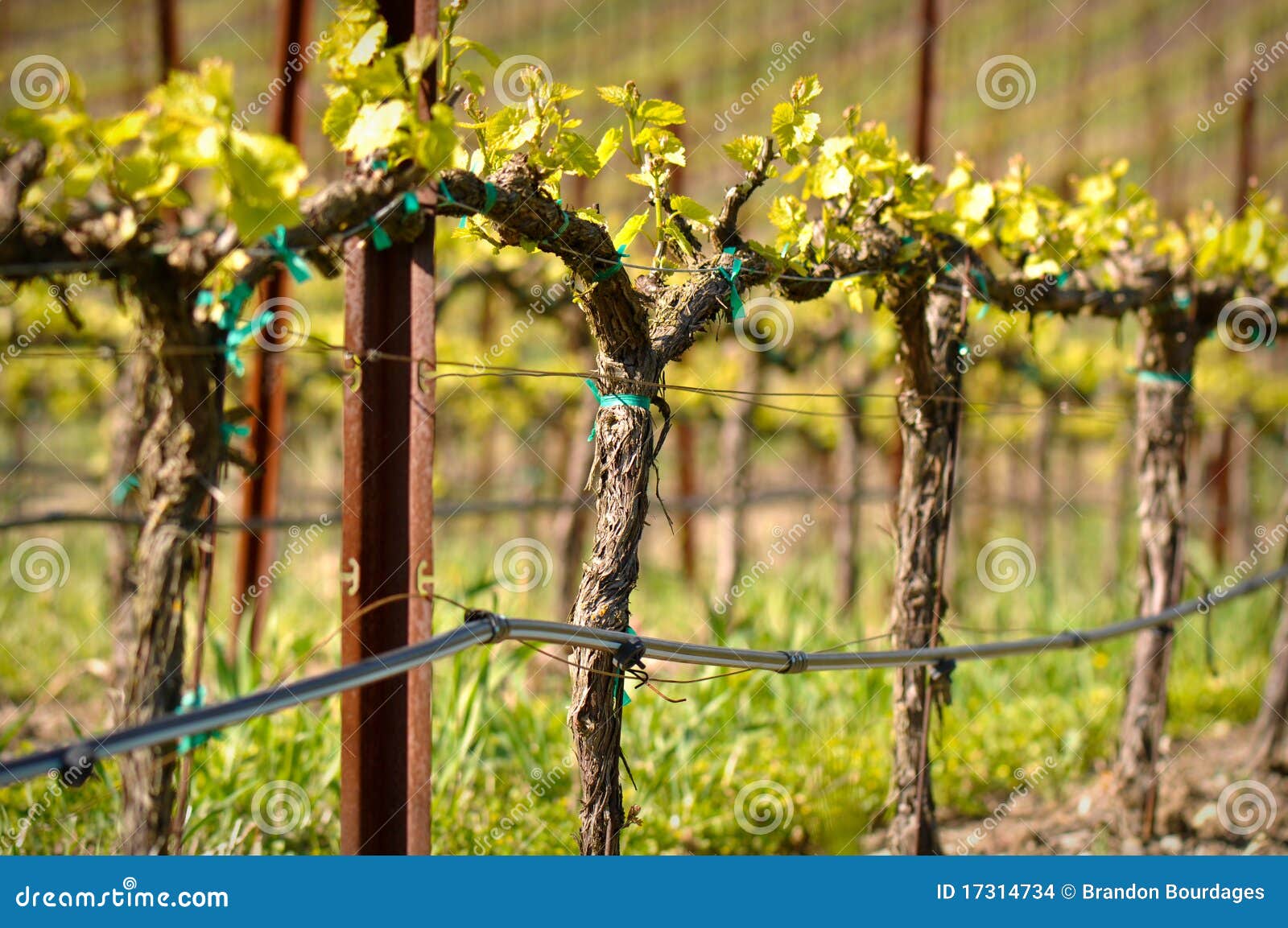Napa Valley Vineyard in Spring Stock Photo - Image of colours ...