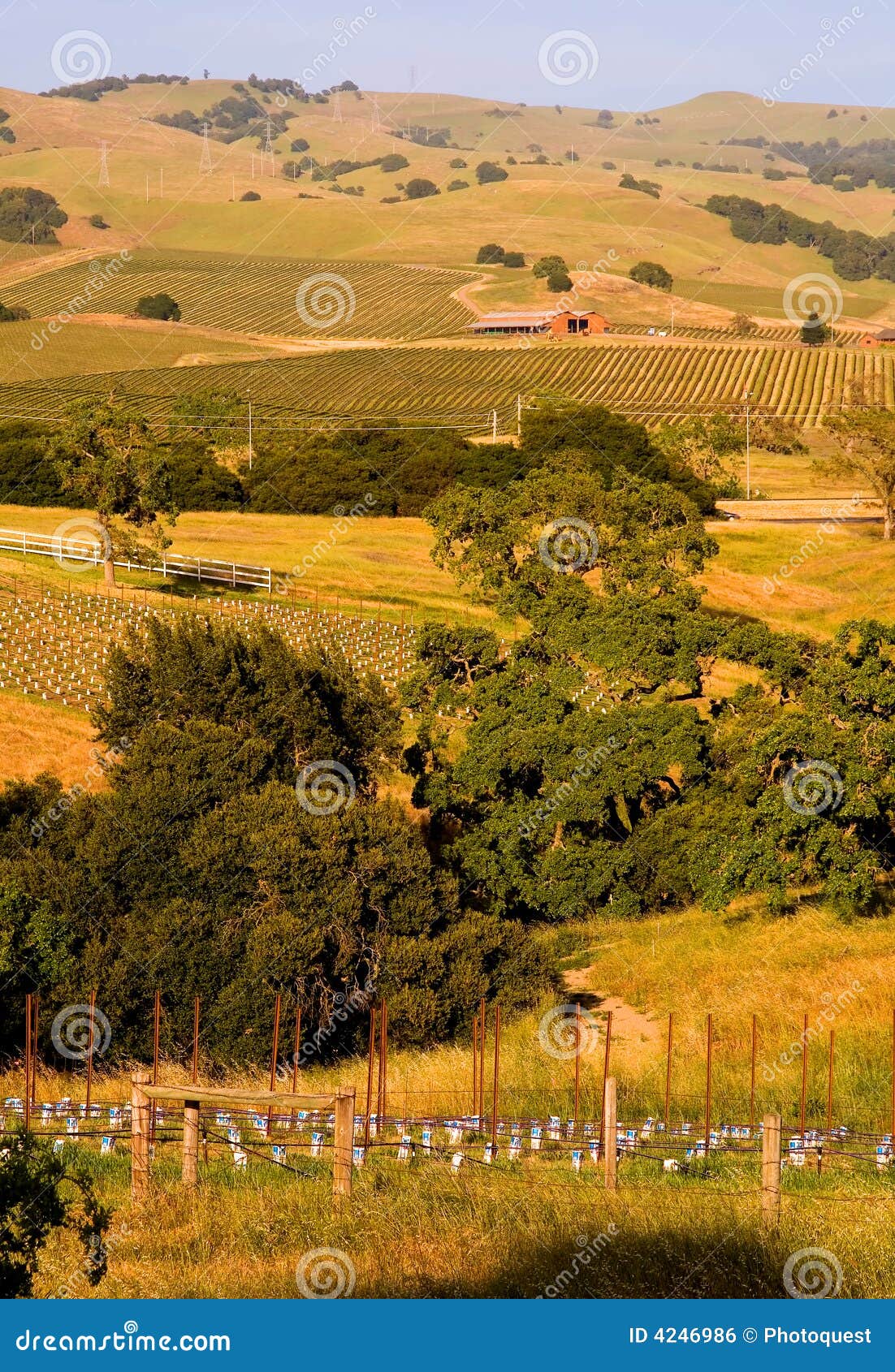 Napa Valley Vineyard at Sunset Stock Photo - Image of california, farm ...