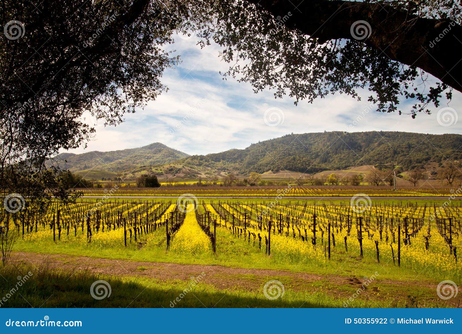 Napa Valley Vineyards and Spring Mustard Stock Photo - Image of spring ...