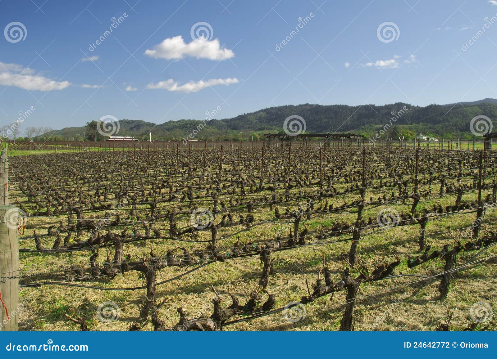 Napa Valley Vinyards in Spring Stock Photo - Image of grapevine, chilly ...