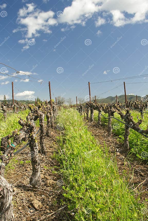 Napa Valley Vinyards in Spring, CA, USA Stock Photo - Image of freen ...