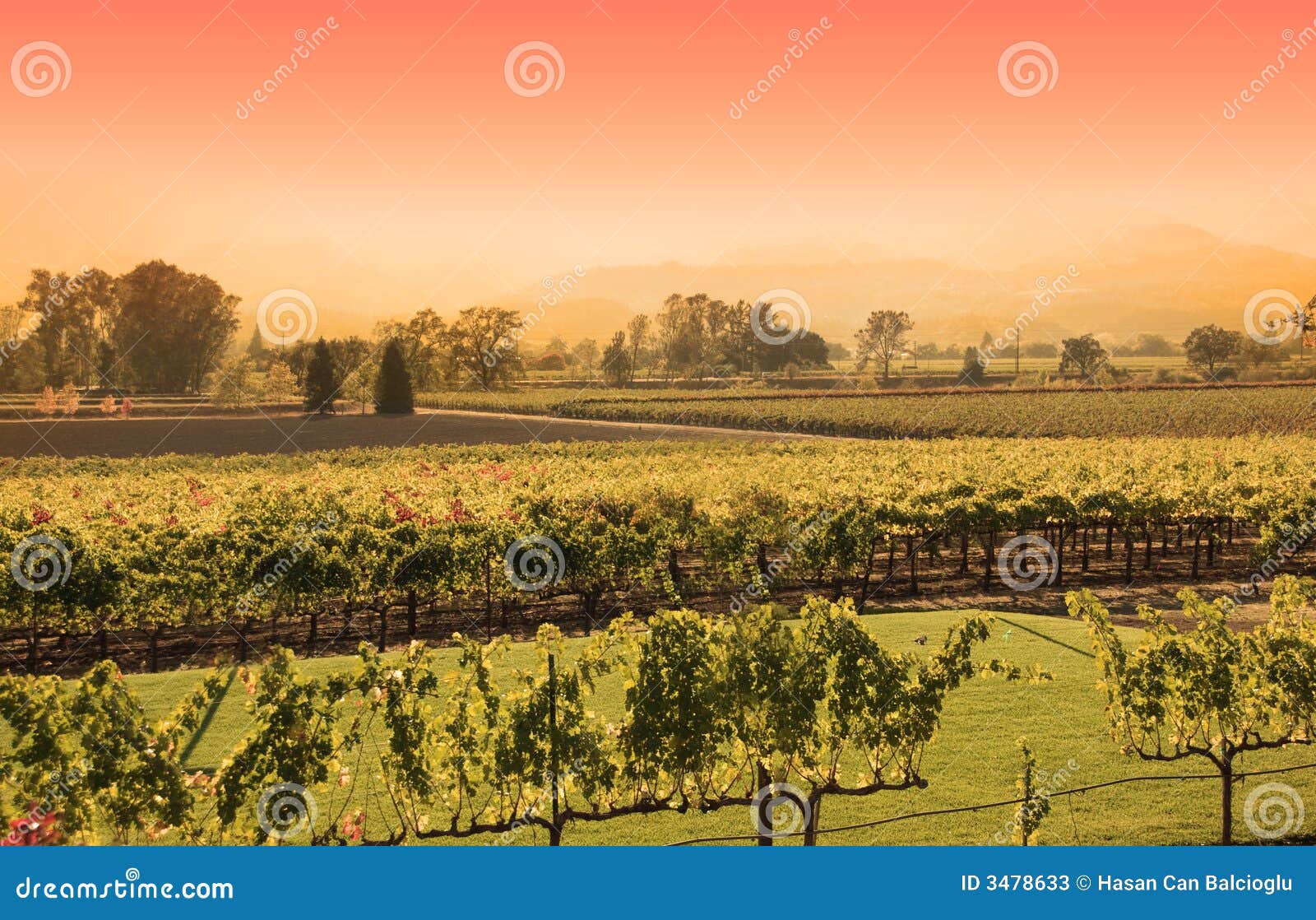 Napa Vineyard sunset stock image. Image of agriculture - 3478633