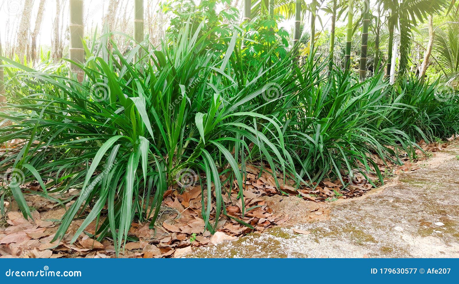 Napier Grass, Elephant Grass, Pennisetum Purpureum Stock Image - Image ...