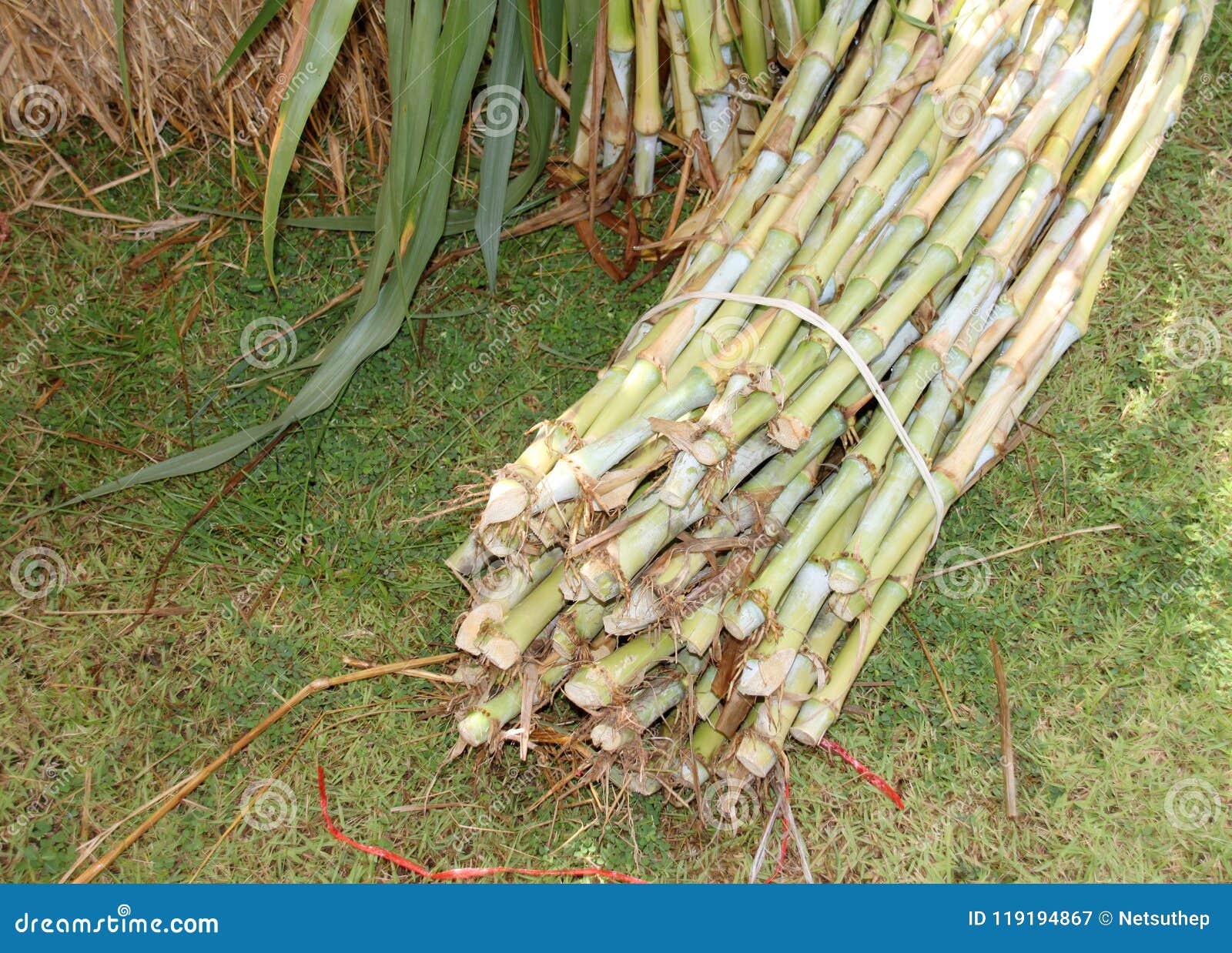 Napier Grass stock image. Image of food, outside, purpureum - 119194867