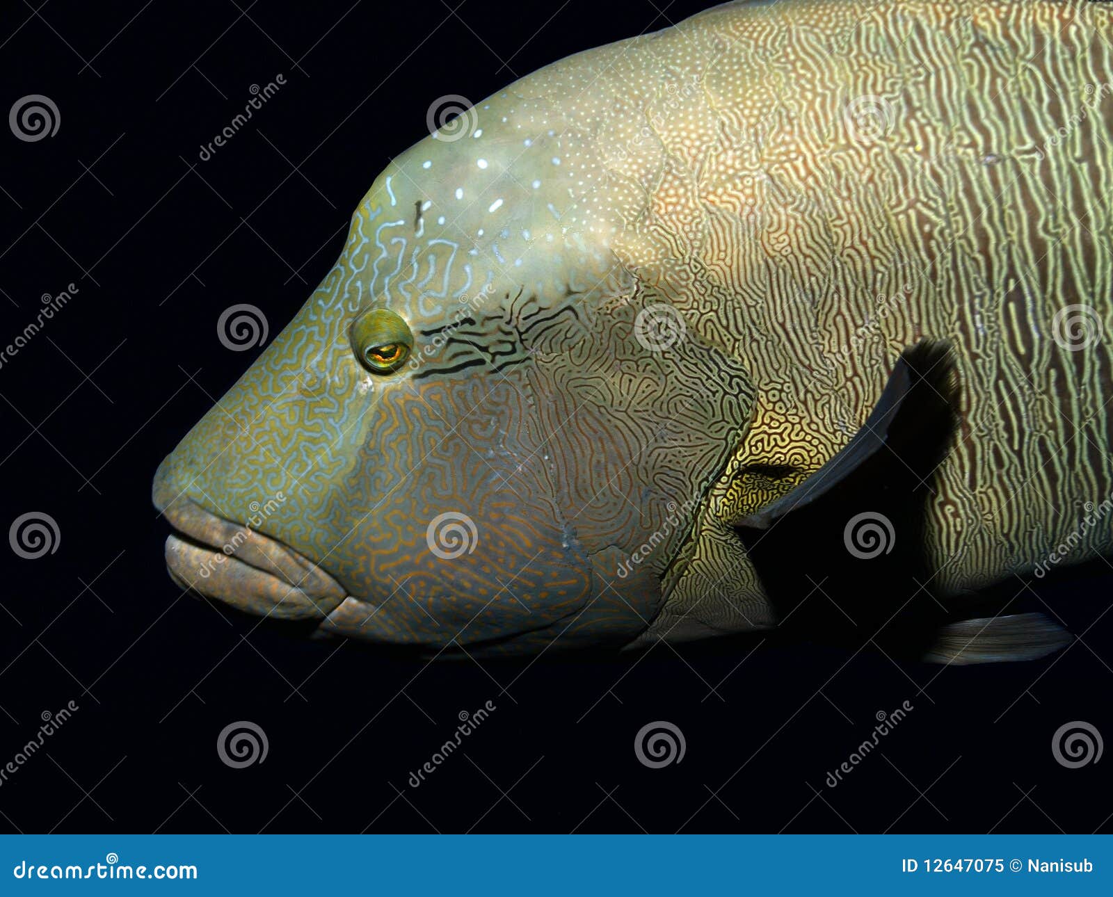 Napoleon stock image. Image of soft, fish, duro, arrecife - 12647075