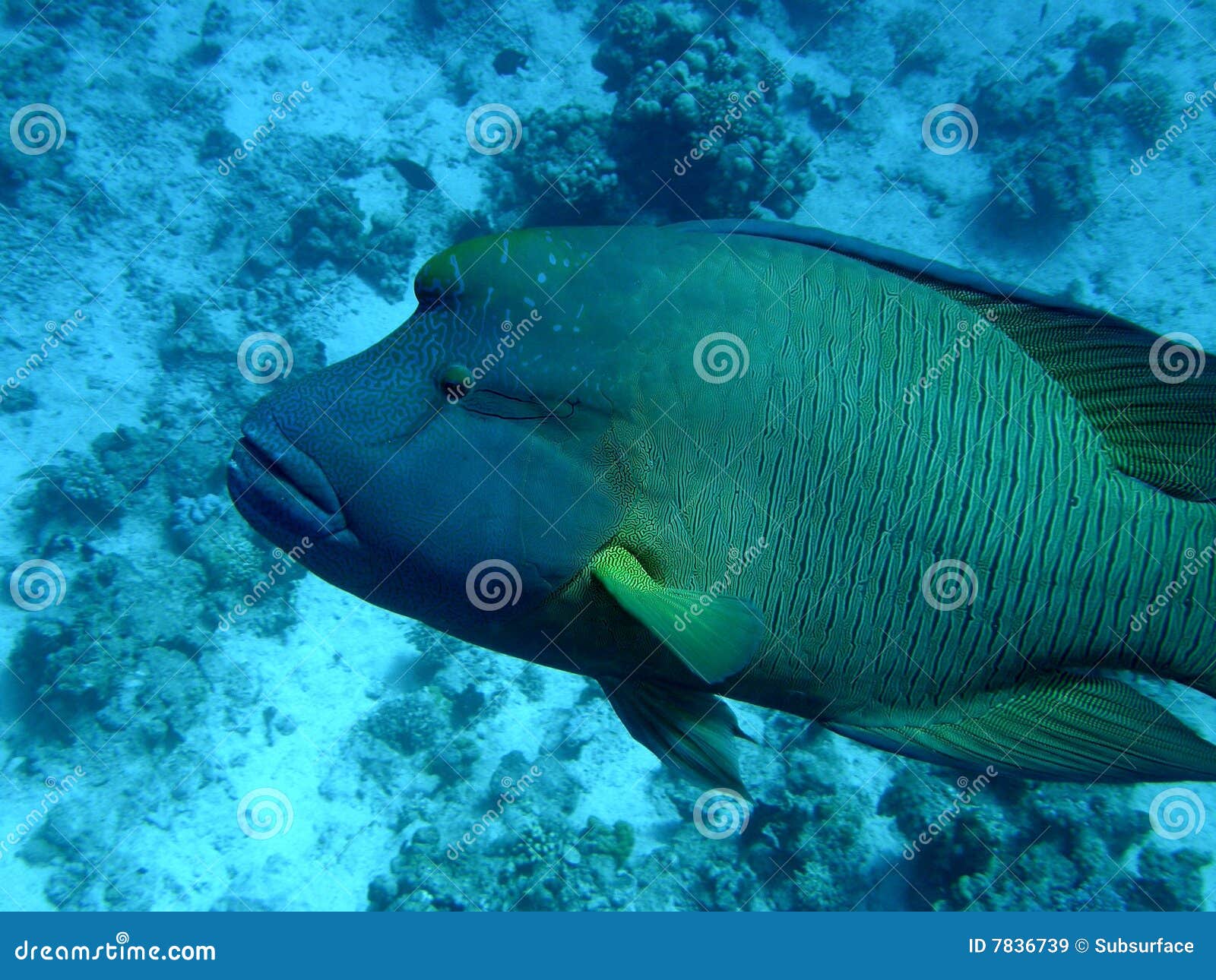 Bump-Head Sunfish - Mola Alexandrini Royalty-Free Stock Photo ...