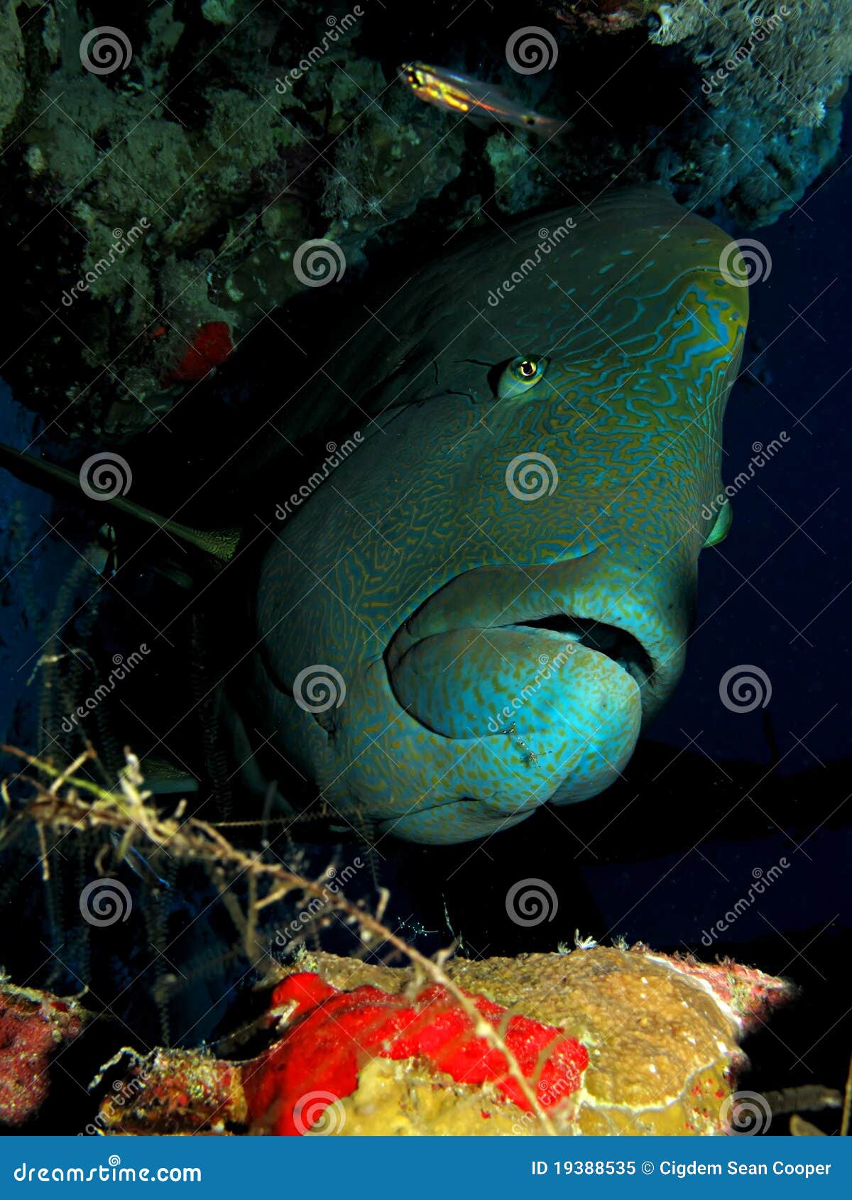 Napoleon Fish stock image. Image of pattern, look, headed - 19388535