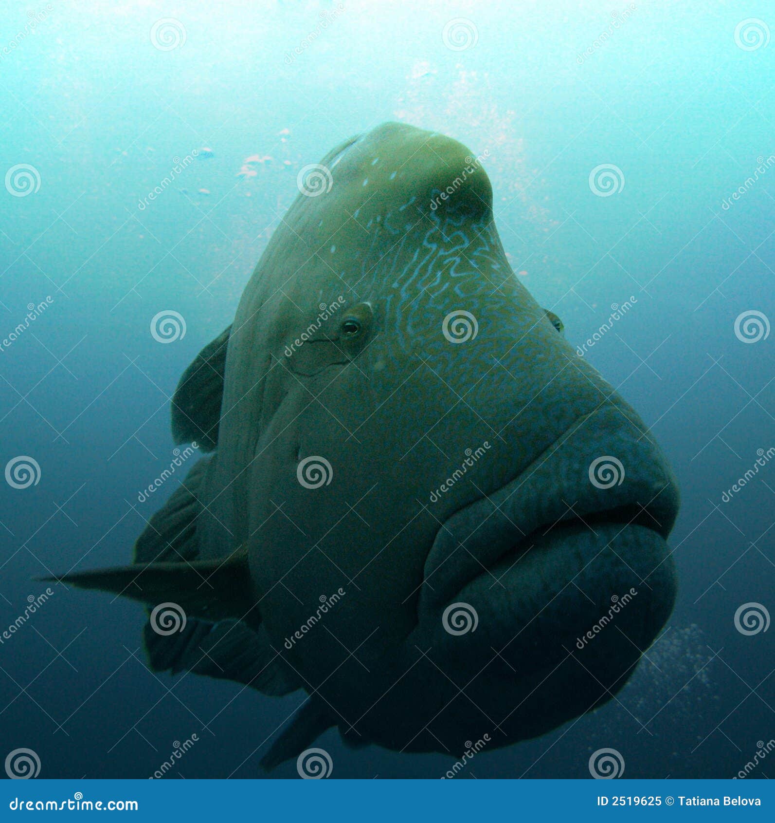 Napoleon fish stock image. Image of interest, float, indian - 2519625