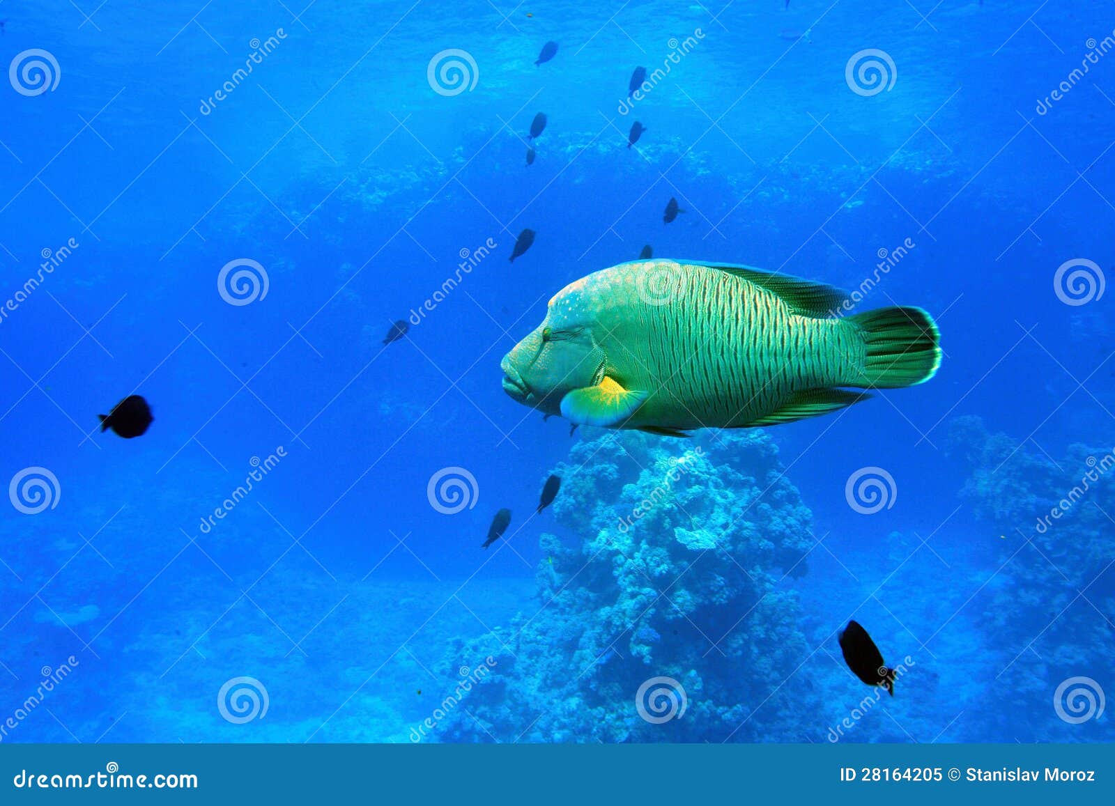 Napoleon fish stock image. Image of coral, dive, underwater - 28164205