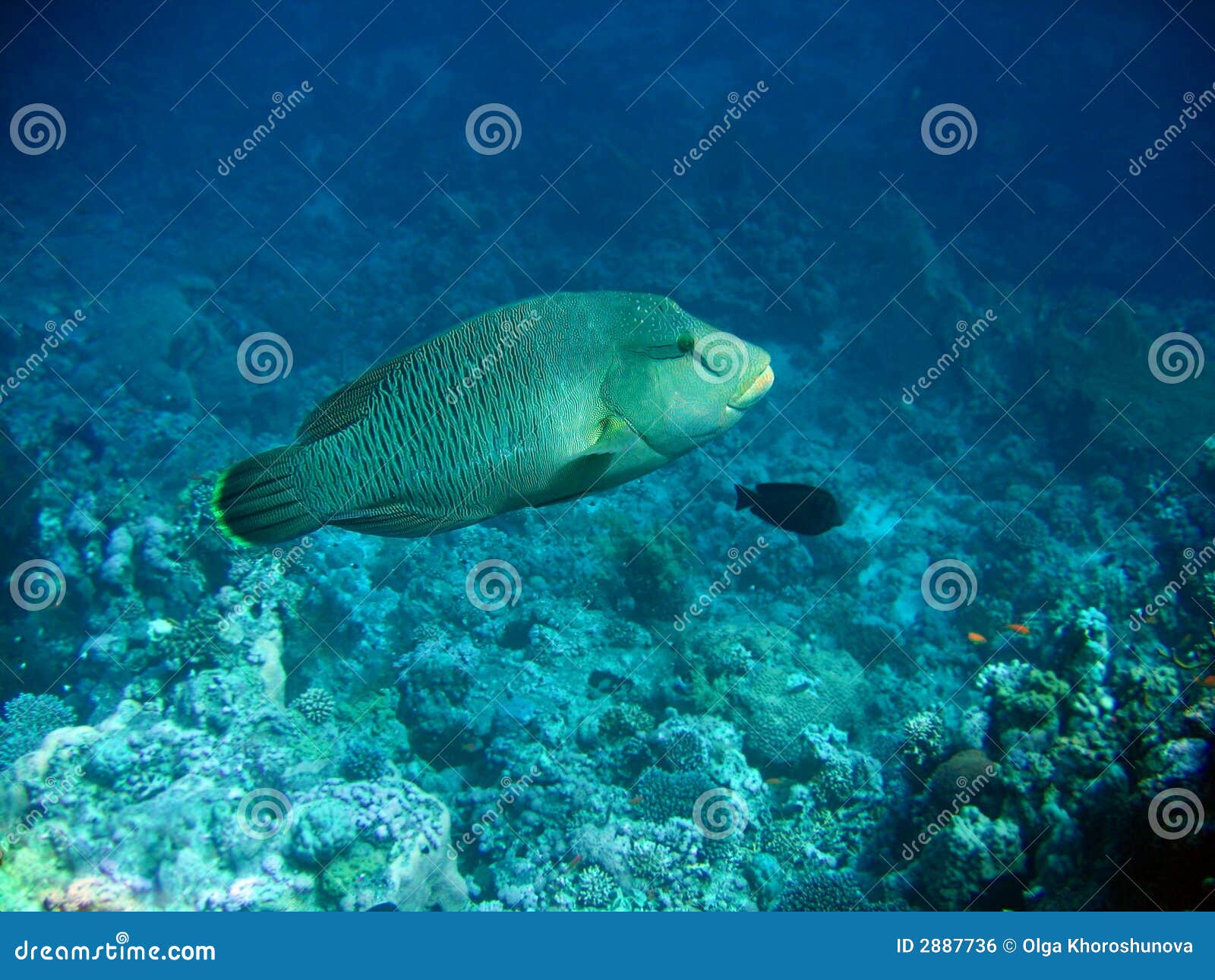 Napoleon fish. stock photo. Image of scuba, animals, ocean - 2887736