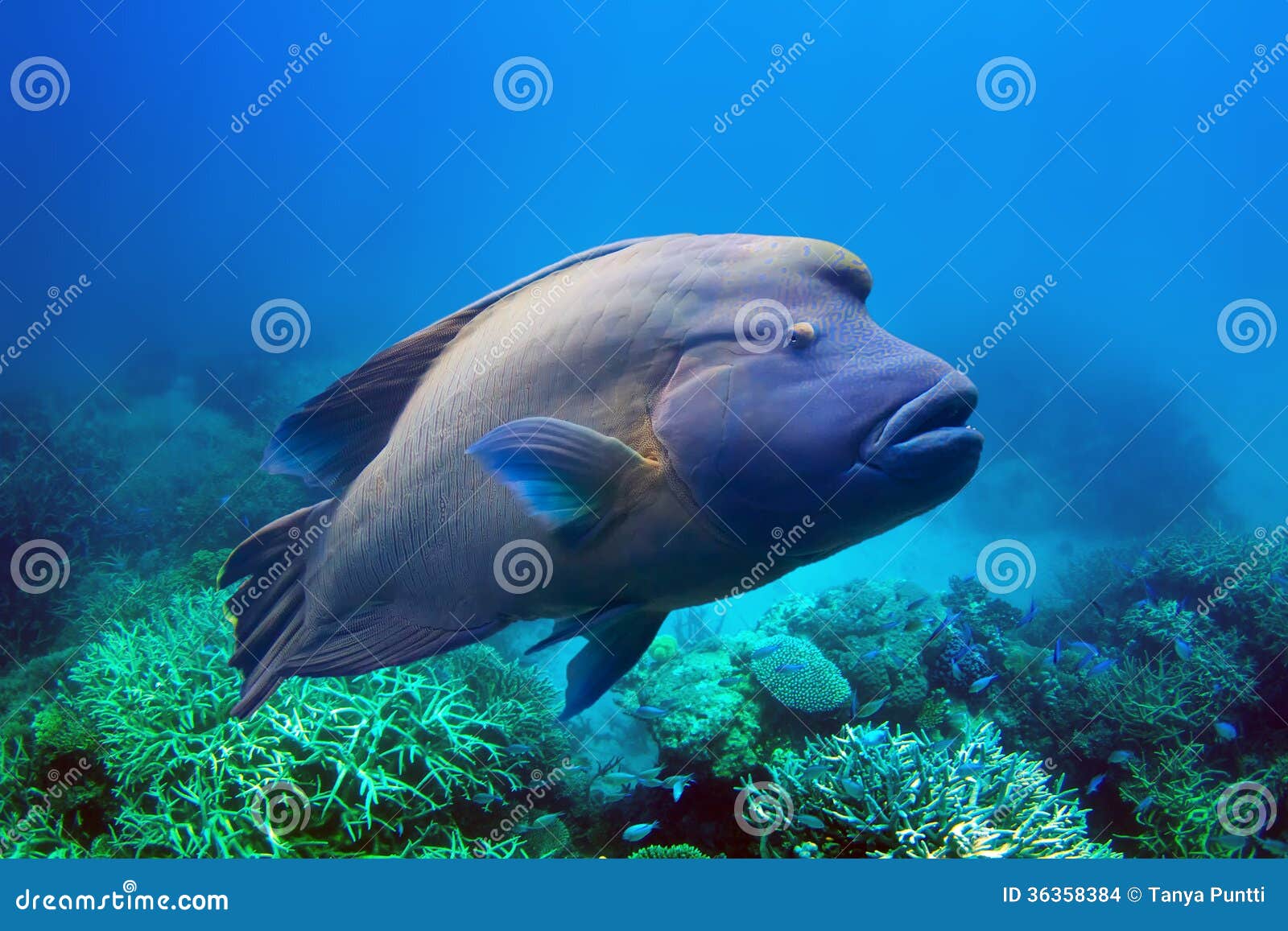 Napoleon Fish stockfoto. Bild von doppelspiel, whitsunday - 36358384