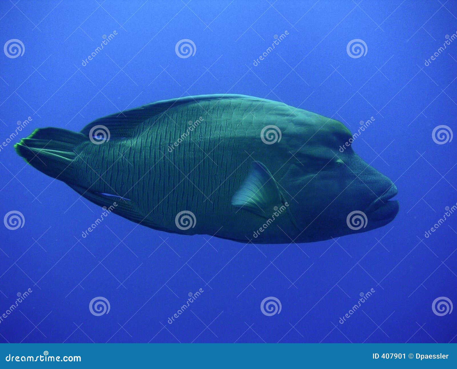 Napoleon Fish stock image. Image of fish, napoleon, diving - 407901