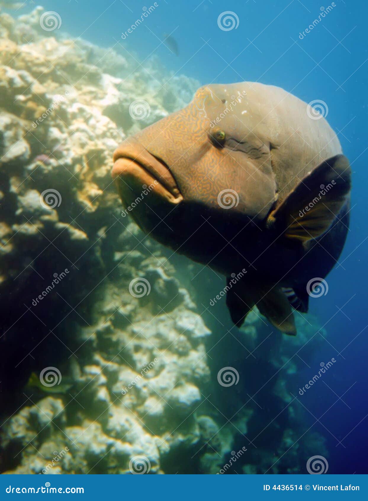 Napoleon fish stock photo. Image of aquarium, lips, brown - 4436514