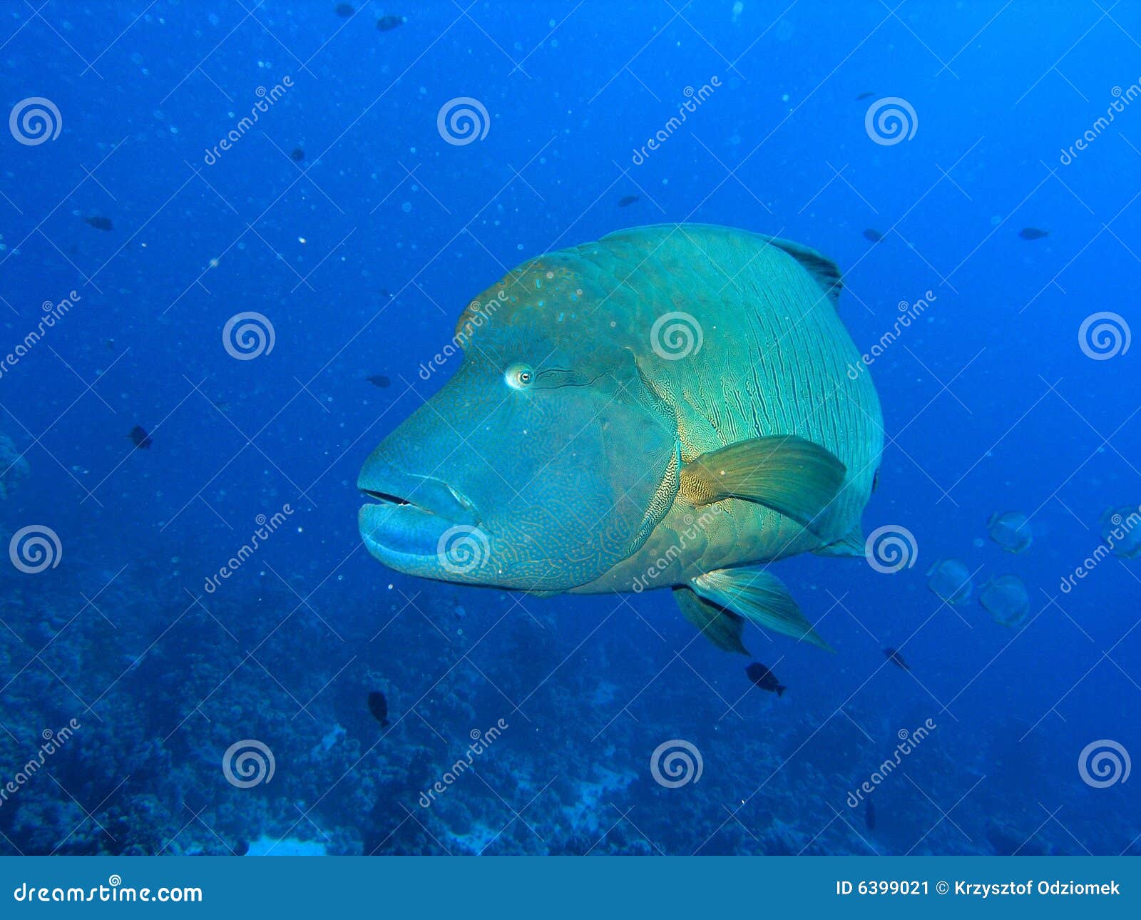Napoleon fish stock image. Image of scuba, underwater - 6399021