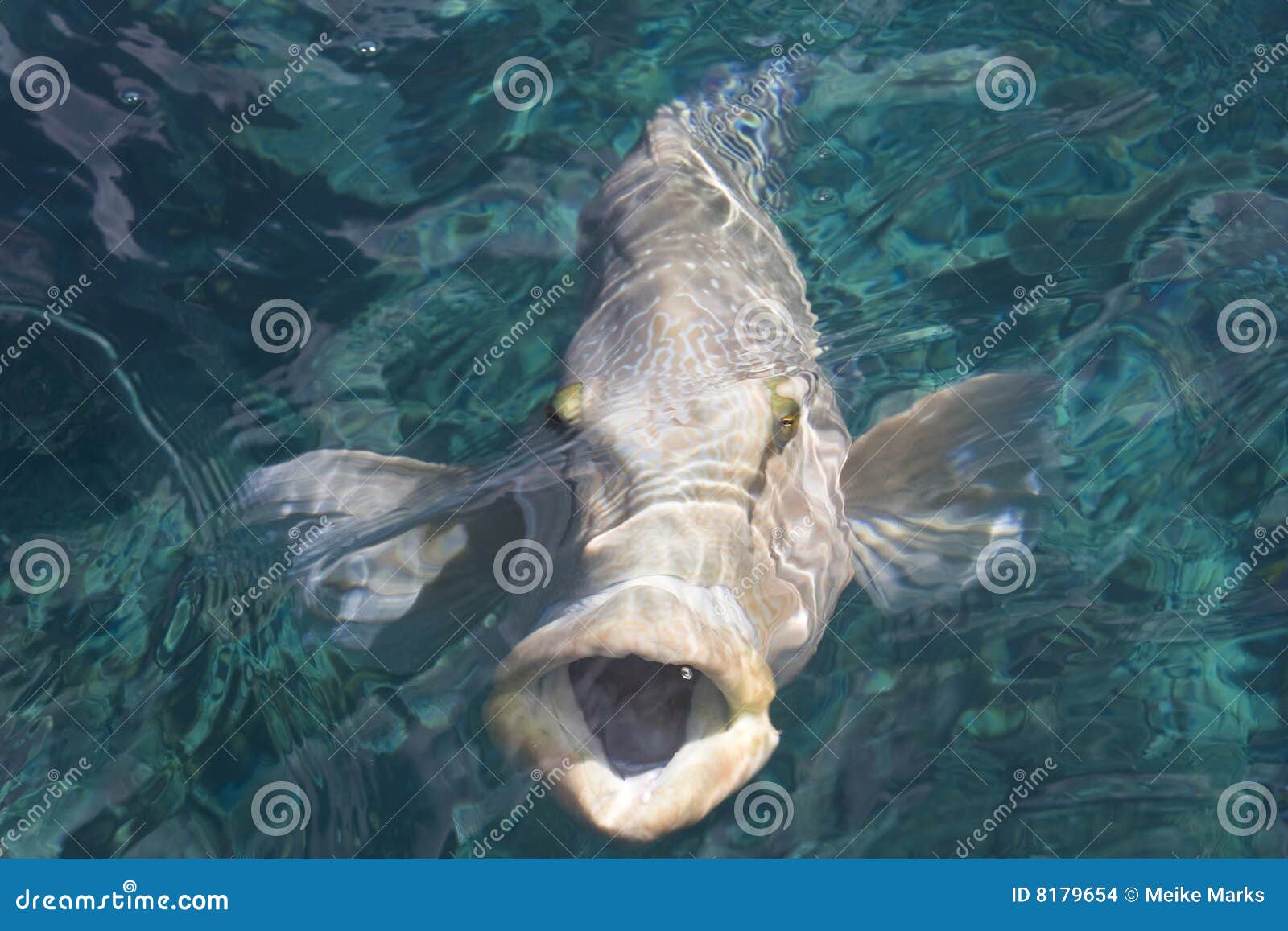 Napoleon fish stock photo. Image of snorkeling, water - 8179654