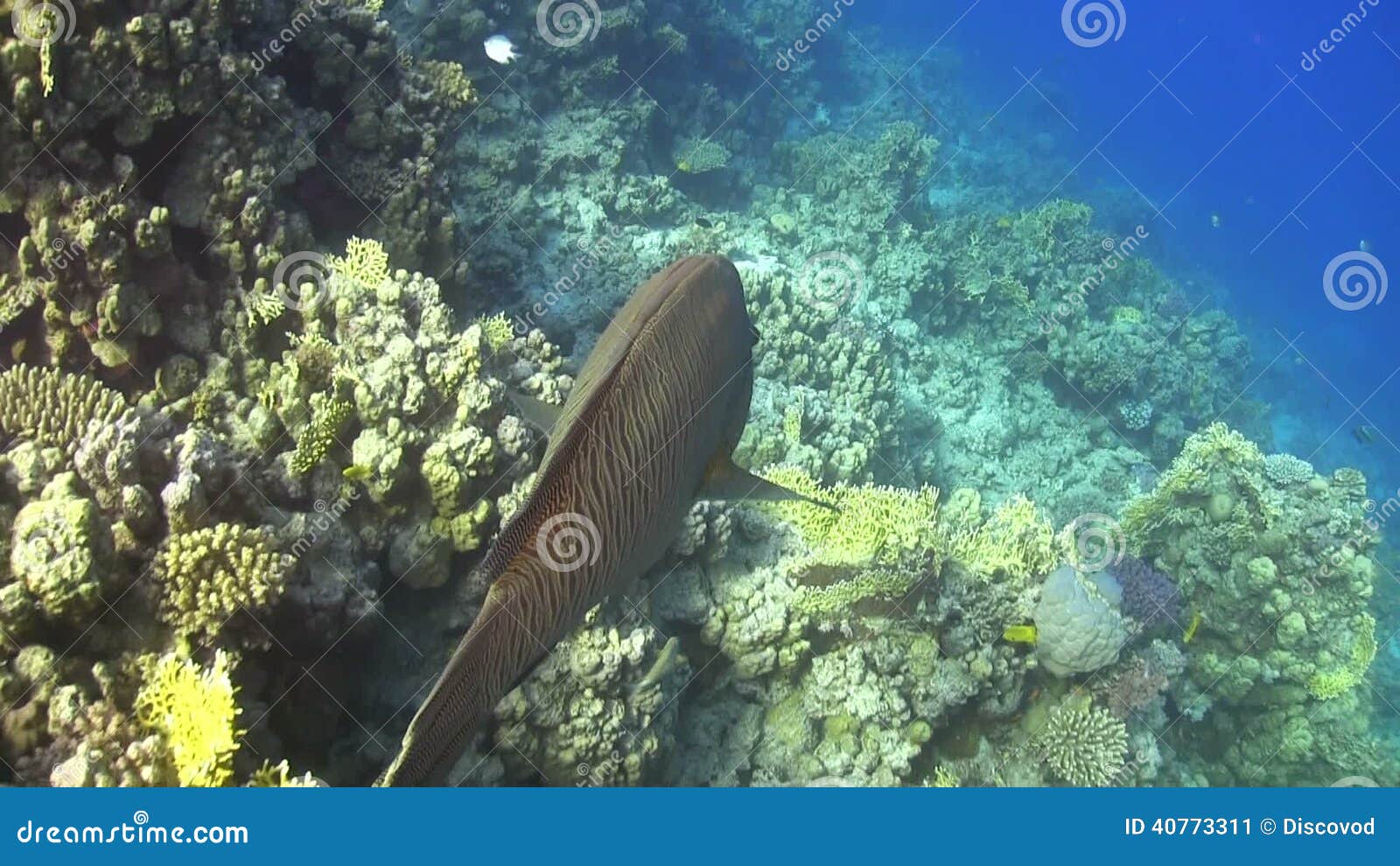 Napoleon Fish on Coral Reef Stock Video - Video of water, wild: 40773311