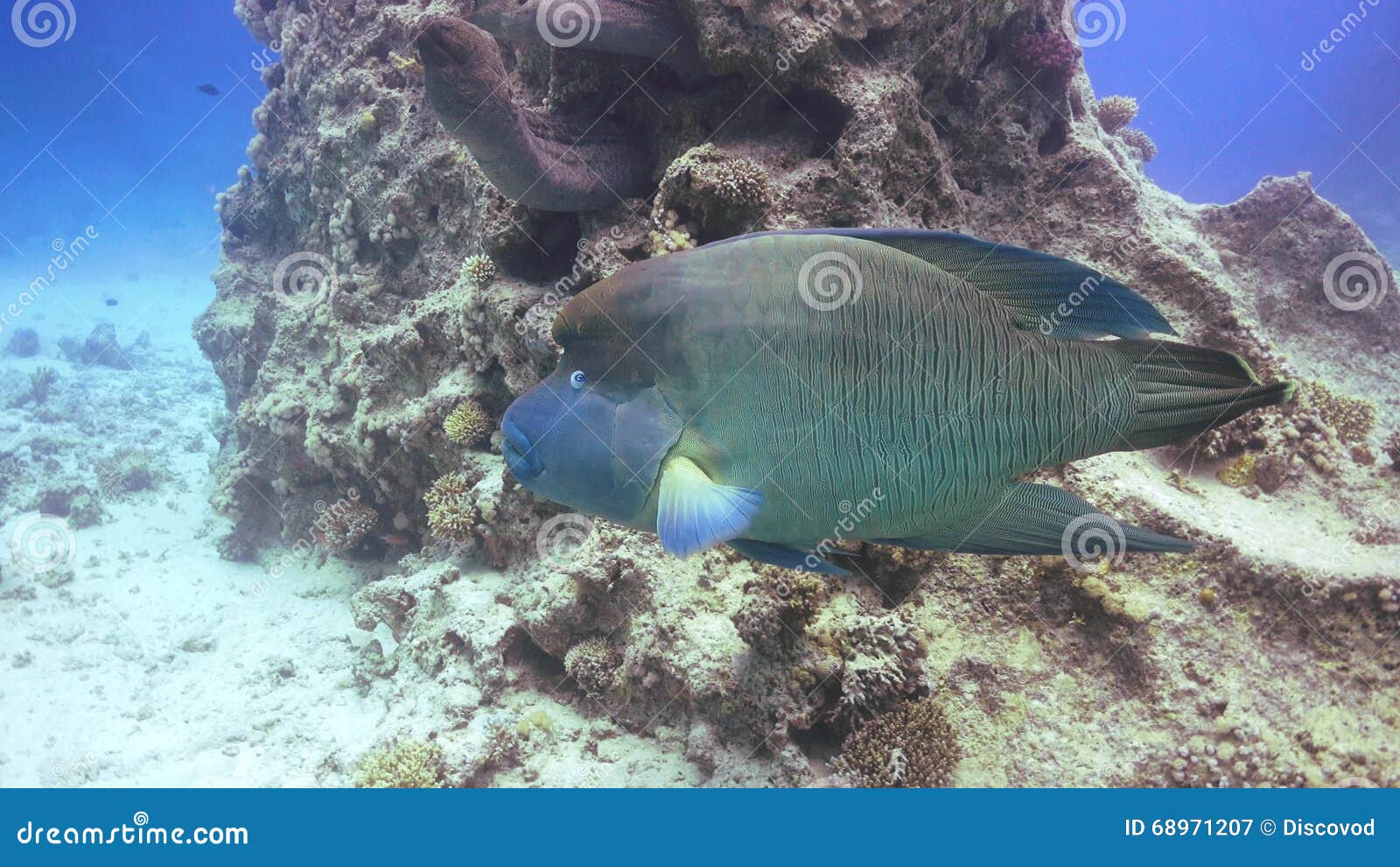Napoleon Fish on Coral Reef Stock Video - Video of cheilinus, water ...