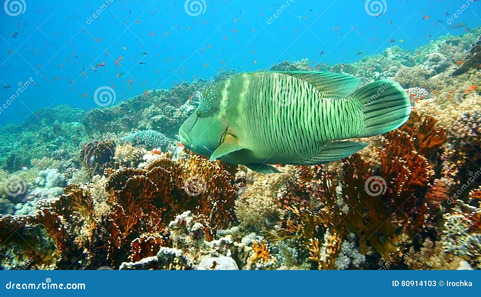 Napoleon Fish on Coral Reef, Underwater Scene Stock Video - Video of ...