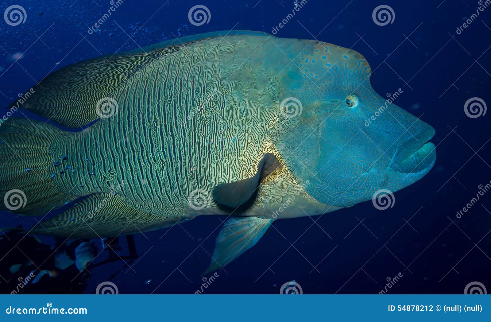 Napoleon fish stock photo. Image of wild, diving, fish - 54878212