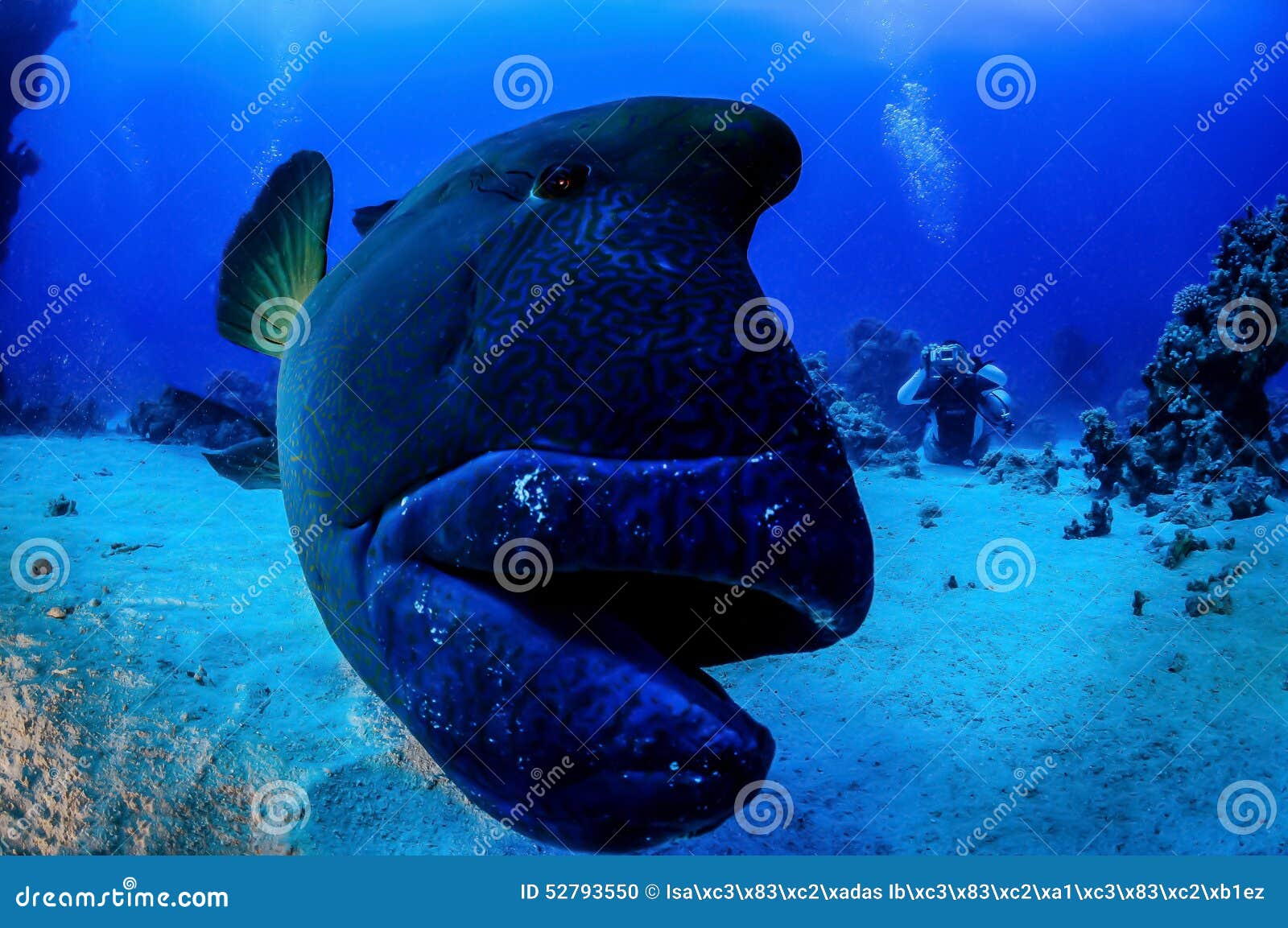 Napoleon fish stock photo. Image of life, fishing, animal - 52793550