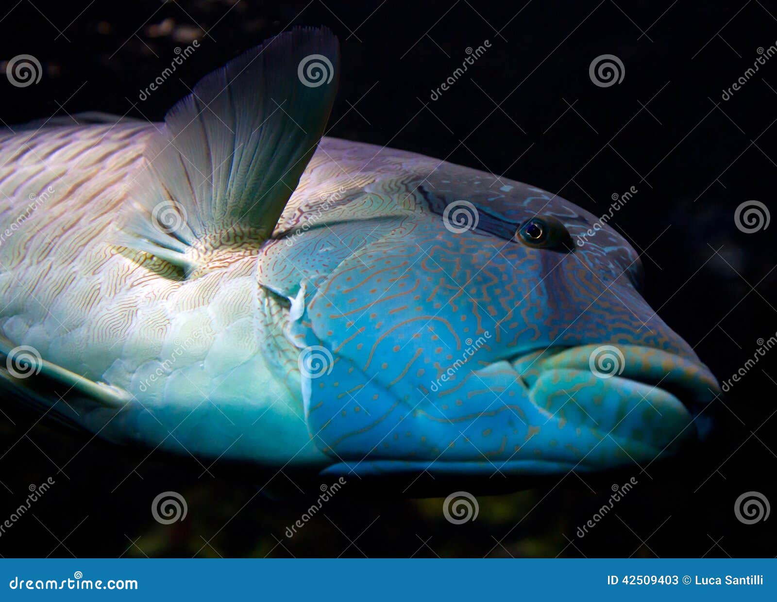 Napoleon fish stock image. Image of fish, acquarium, blue - 42509403
