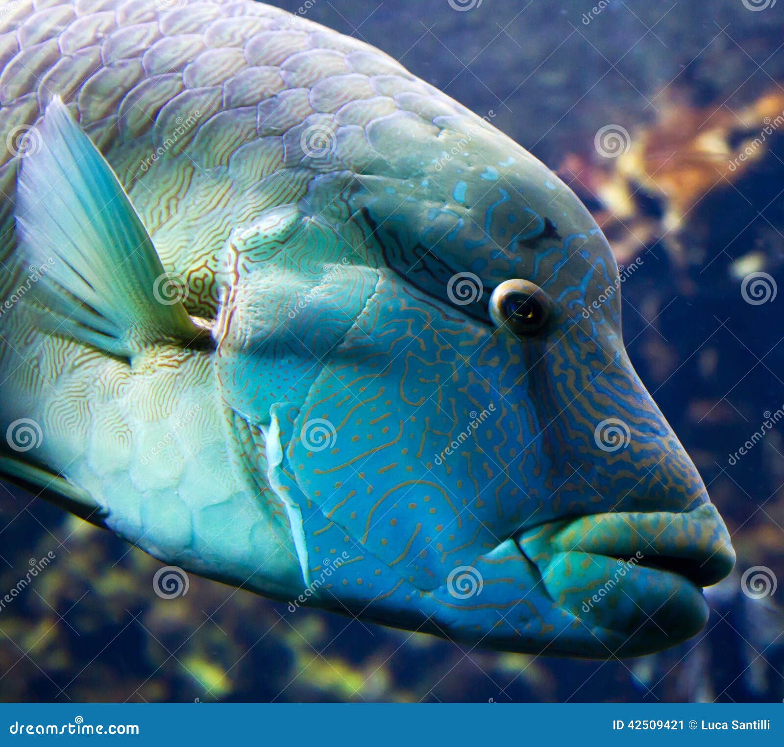 Napoleon fish stock image. Image of wrasse, deep, great - 42509421