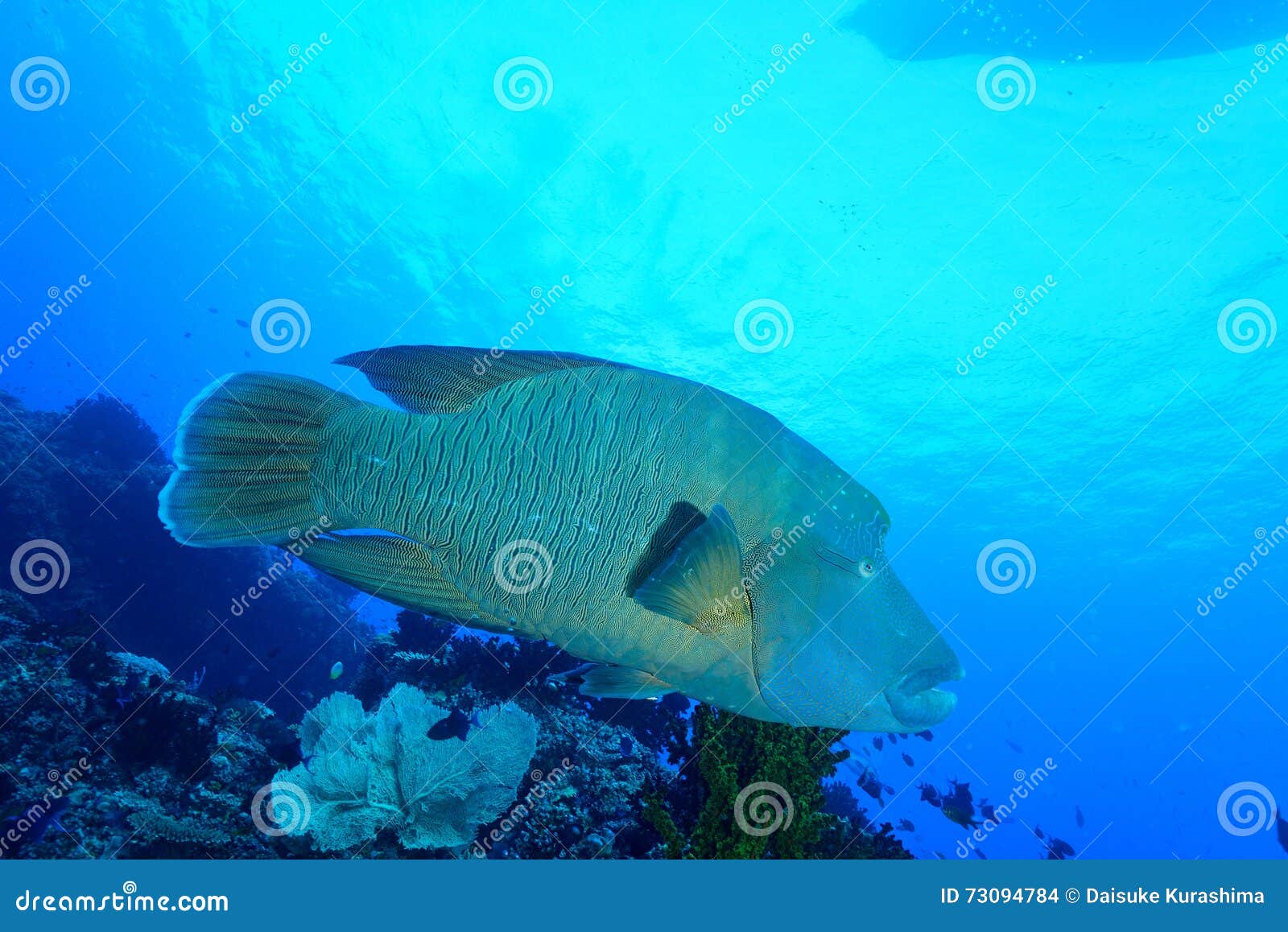 Napoleon fish stock photo. Image of ocean, reef, travel - 73094784