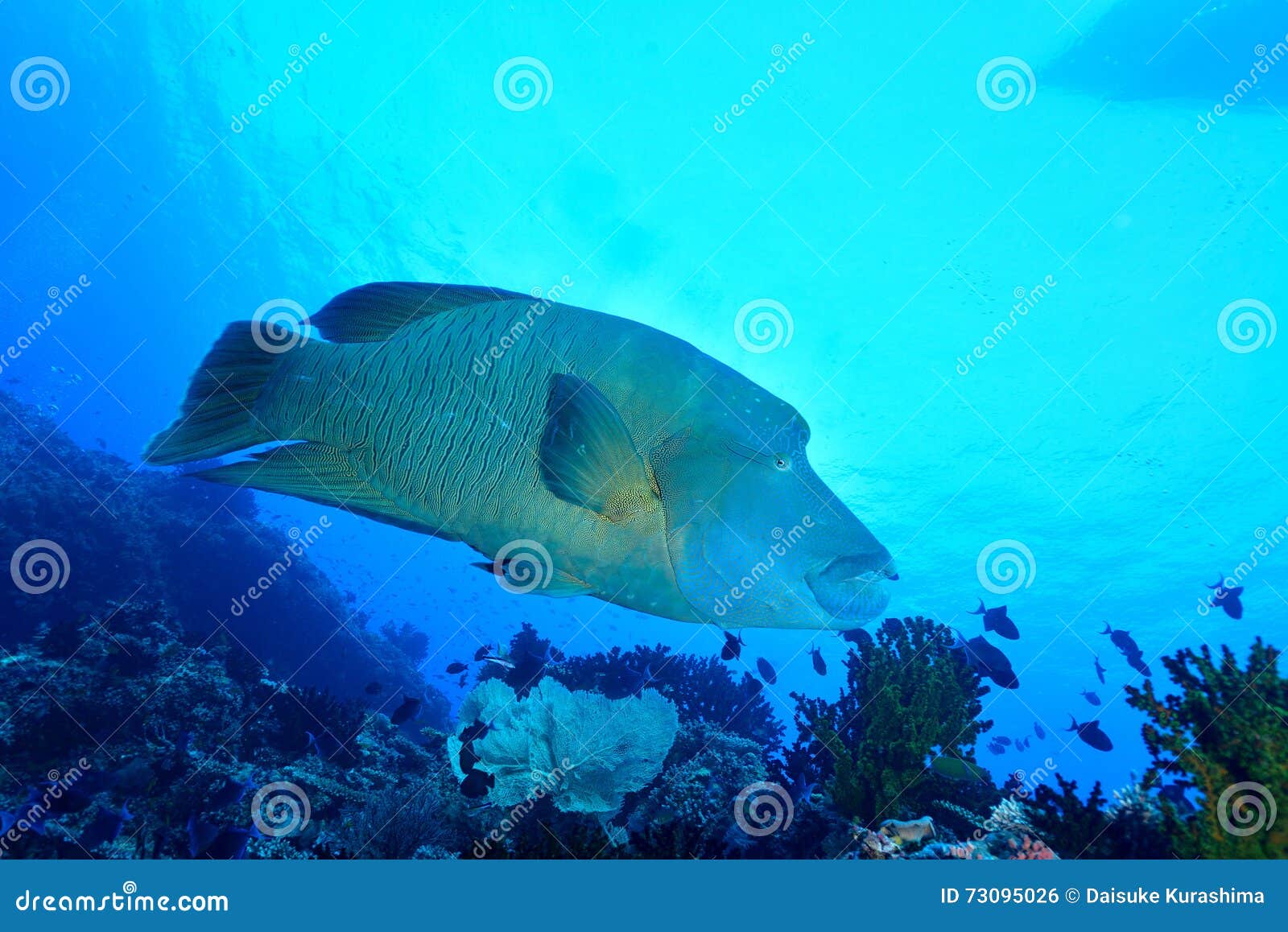 Napoleon fish stock photo. Image of recreation, black - 73095026