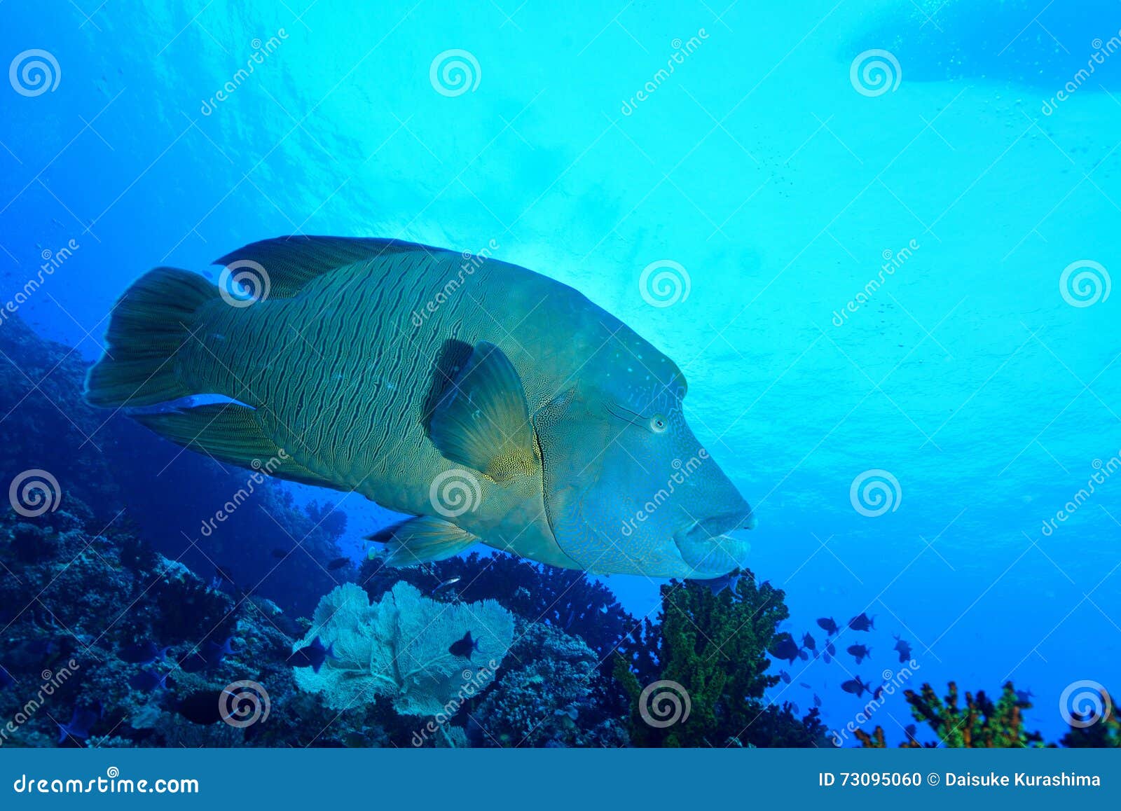 Napoleon fish stock photo. Image of color, exotic, animal - 73095060