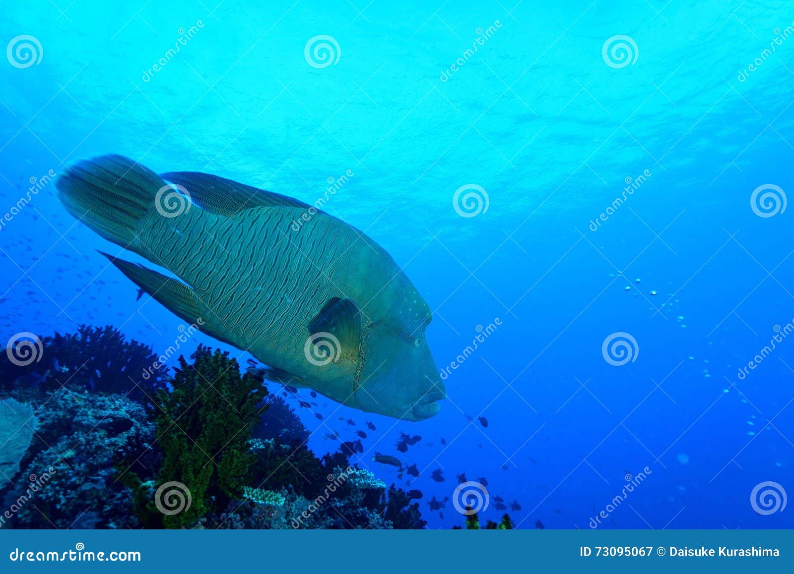Napoleon fish stock image. Image of nature, sport, cheilinus - 73095067