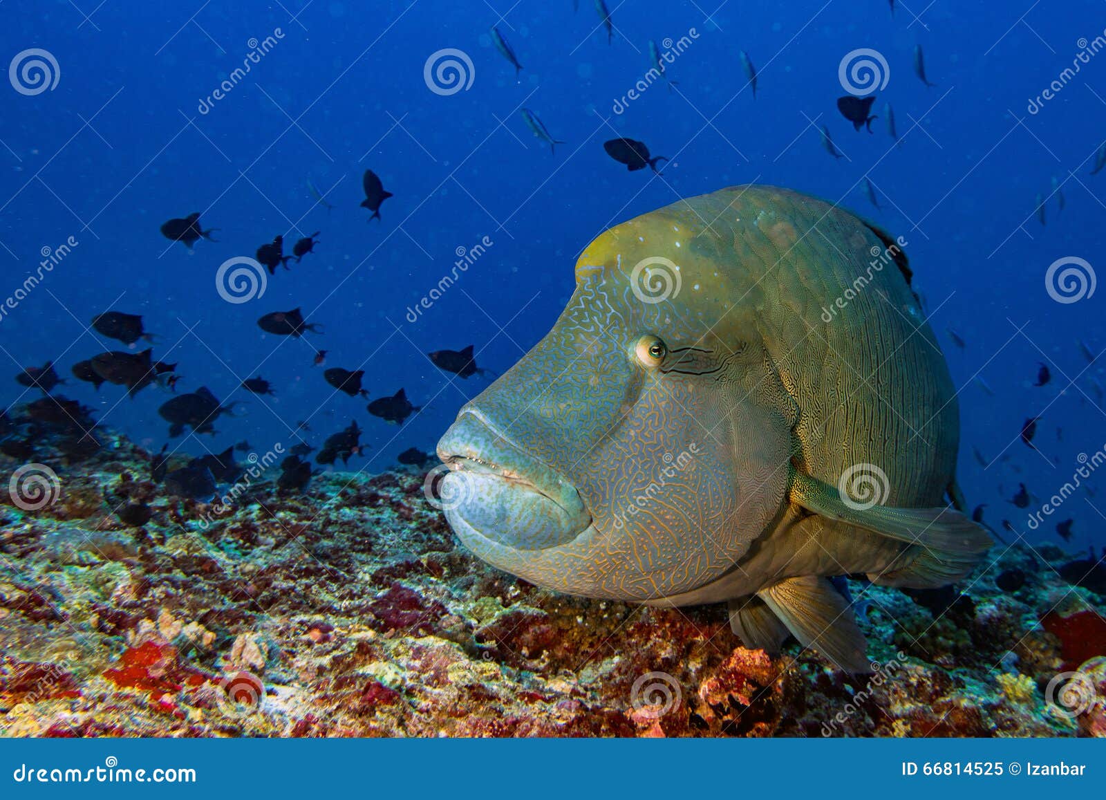 Napoleon Fish Underwater in Maldives Stock Image - Image of coral ...