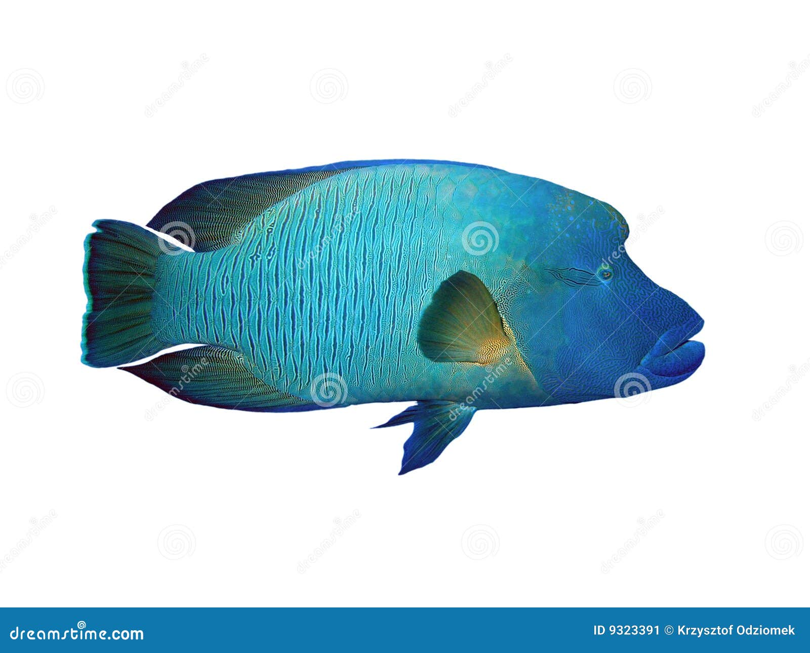 121 Napoleonfish Stock Photos - Free & Royalty-Free Stock Photos from ...