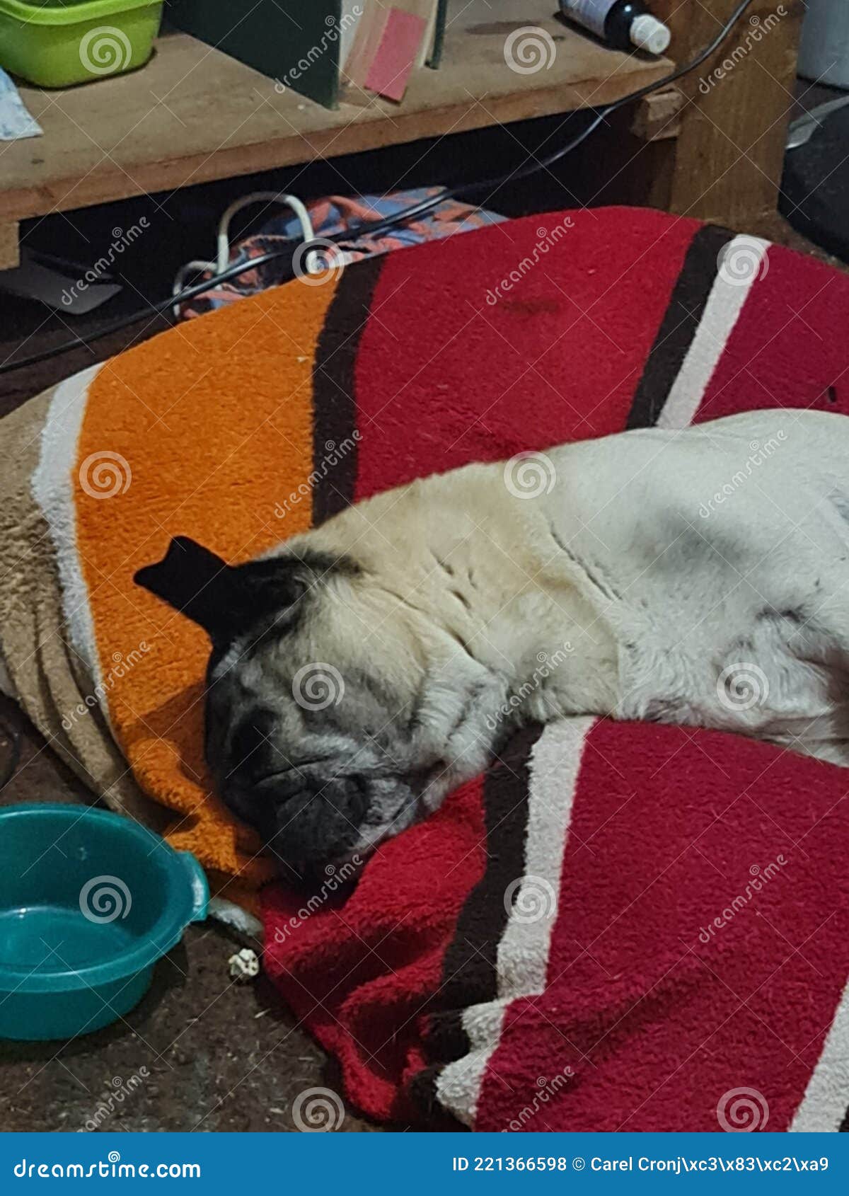 Napoleon my Pug stock photo. Image of bestfriend, animal - 221366598