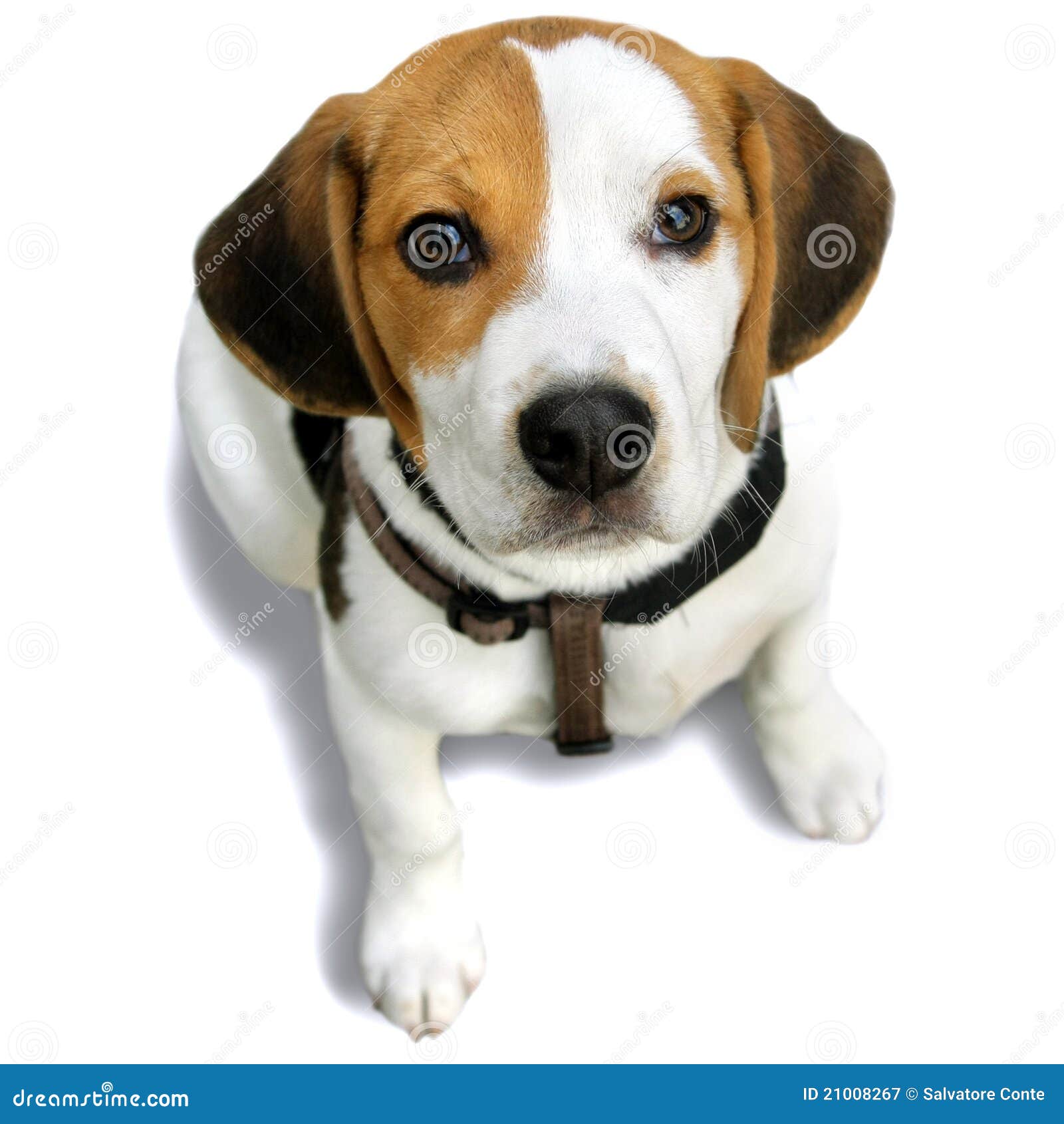 White Beagle Puppies