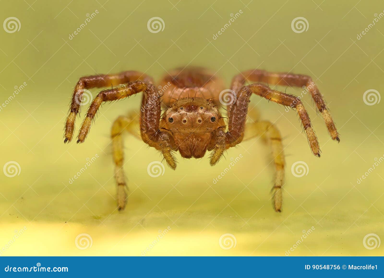 Napoleon spider portrait stock photo. Image of synem - 90548756