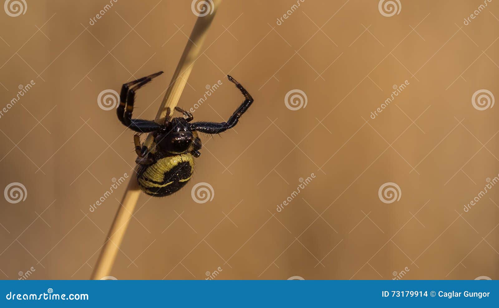 Napoleon Spider on Straw stock photo. Image of insect - 73179914