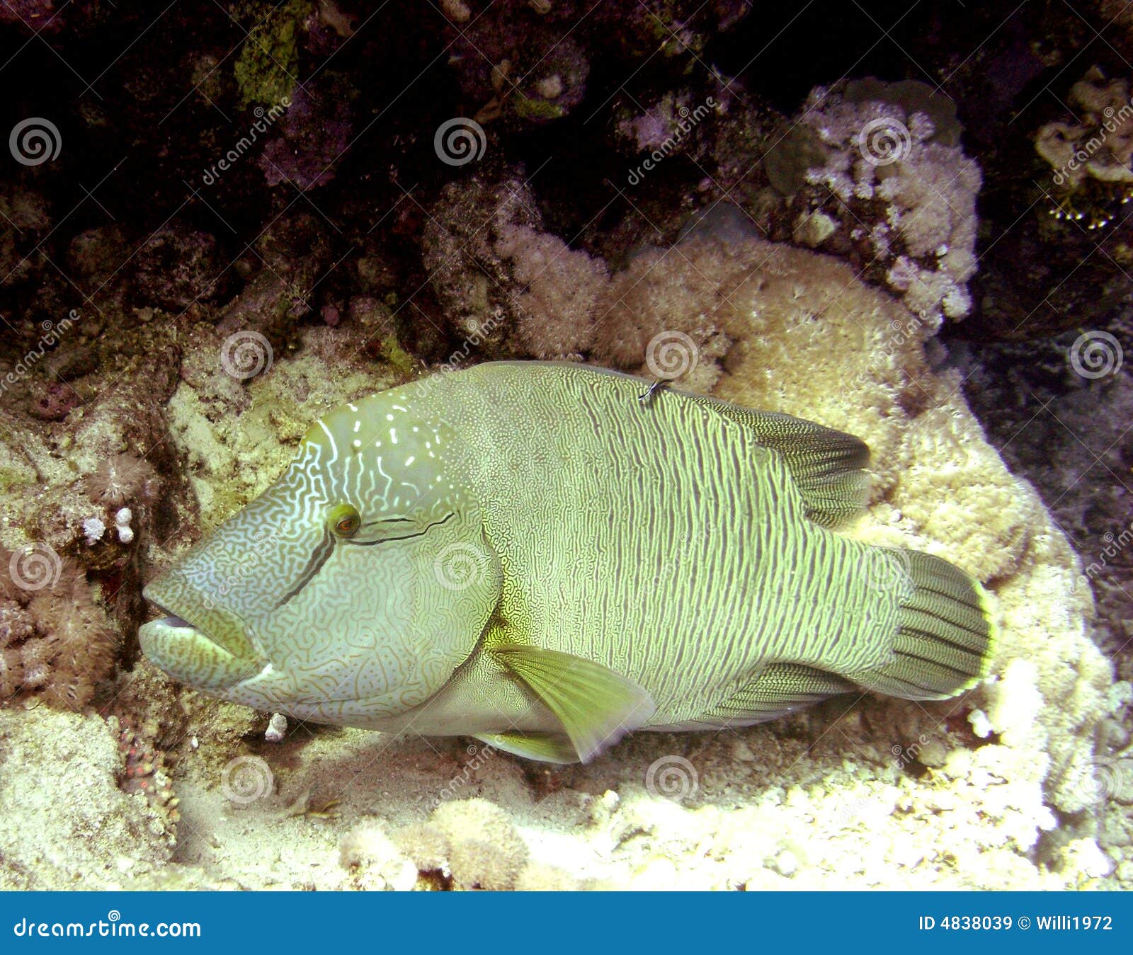 Napoleon Wrasse Picture. Image: 4838039