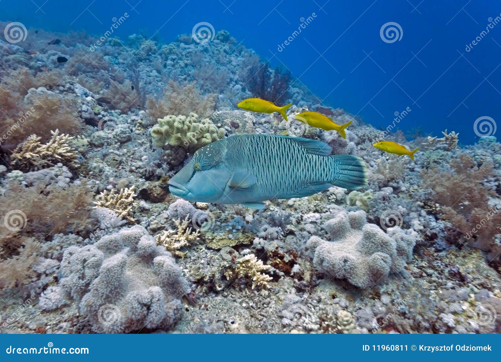 Napoleon Wrasse and Onespot Snapper Stock Image - Image of moray, coral ...